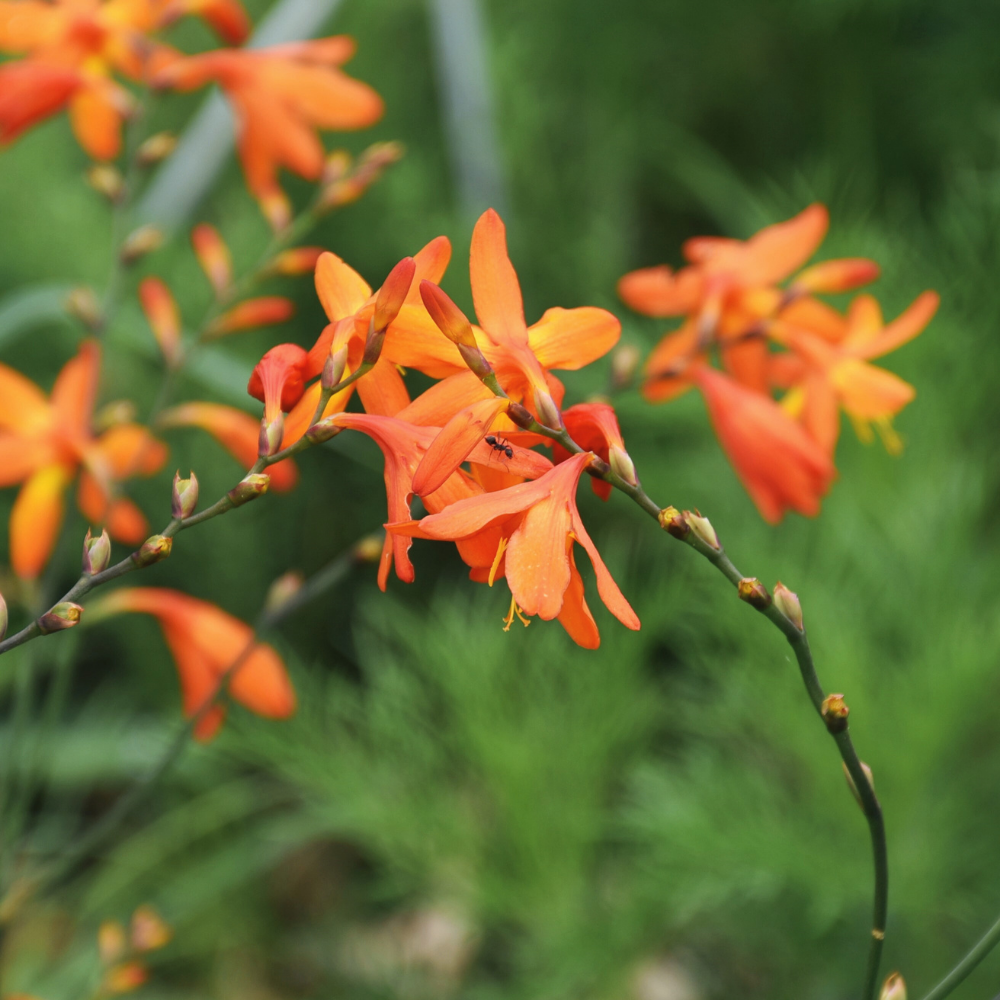 Bulbi crocosima ⭐ Aspect exotic si versatilitate in aranjamente florale!