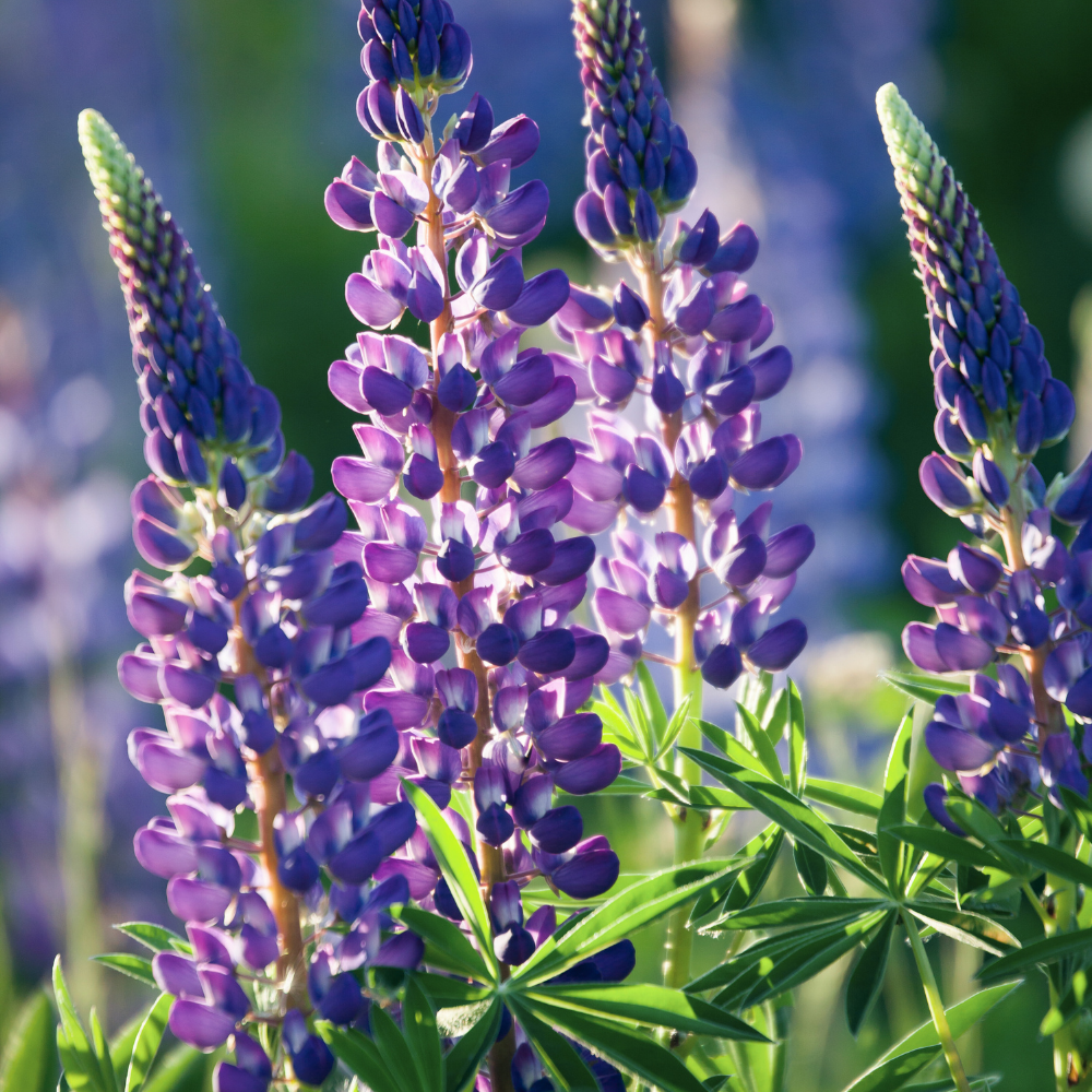 Bulbi lupine ️ Spic inflorit cu efect spectaculos