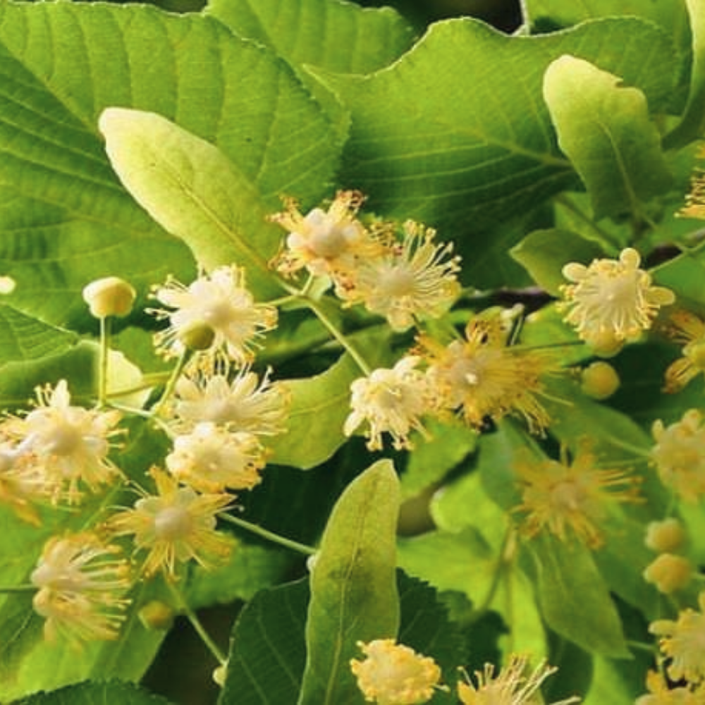 Puiet de Tei la ghiveci ️ Pom ornamental si melifer