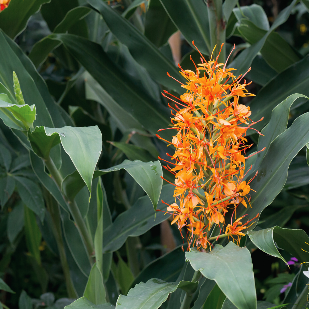 Bulbi de hedychium coccineum ⭐ Ofera o nota tropicala gradinii tale!