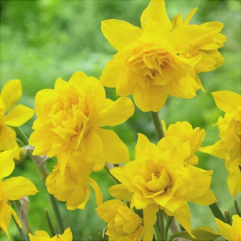 Butasi vita de vie la ghiveci ️ Soiuri dulci si aromate – Regatul Plantelor