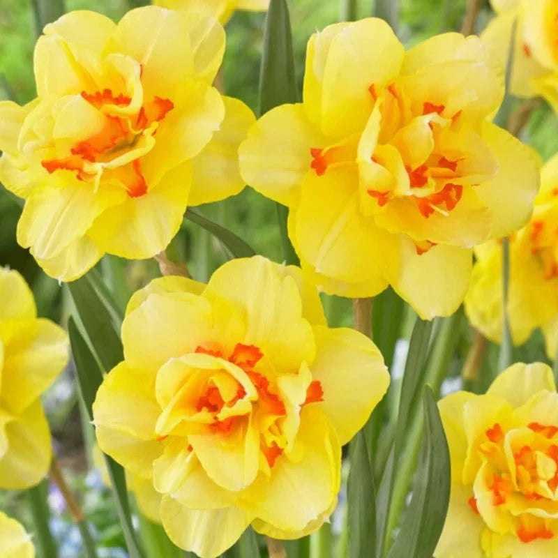 Bulbi de Narcise "Tahiti", 2 Bucati — pepinieraromaniei.ro