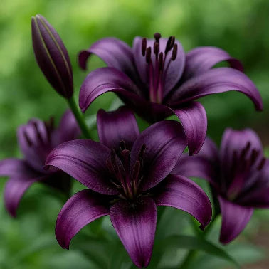 Bulbi de Crini "Dark Air" – Regatul Plantelor