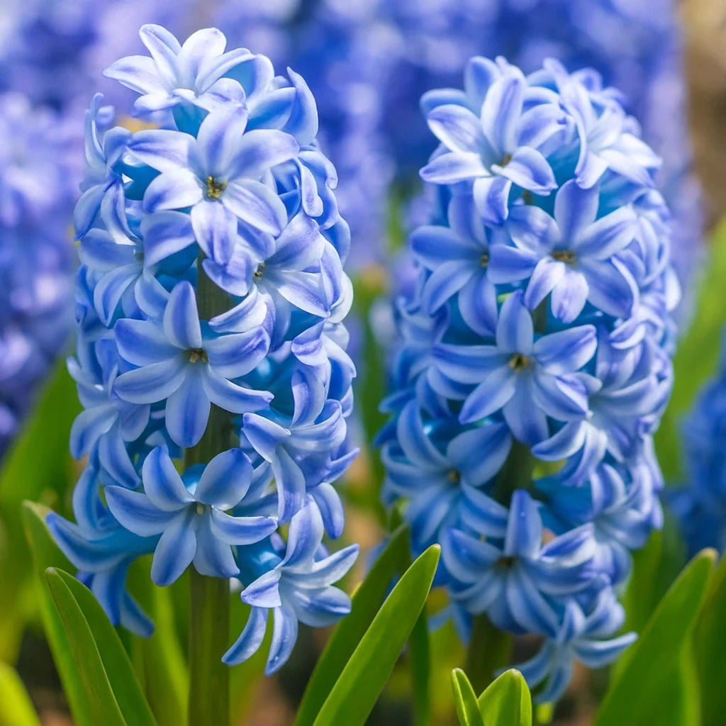 Bulbi lalele ️ Gama variata de culori si soiuri, la pret avantajos ...