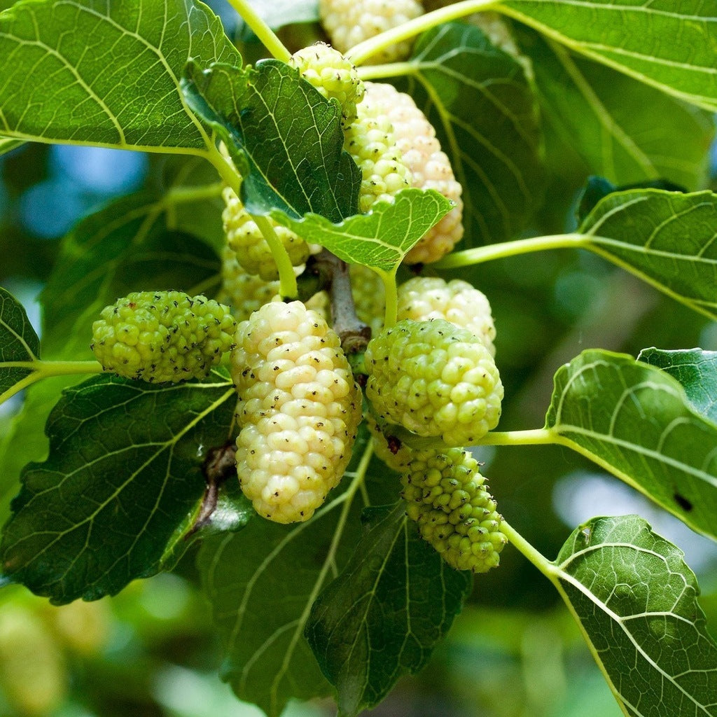 Magazin Pomi Fructiferi - Arbusti Fructiferi | Regatul Plantelor