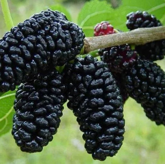 Magazin Pomi Fructiferi - Arbusti Fructiferi | Regatul Plantelor