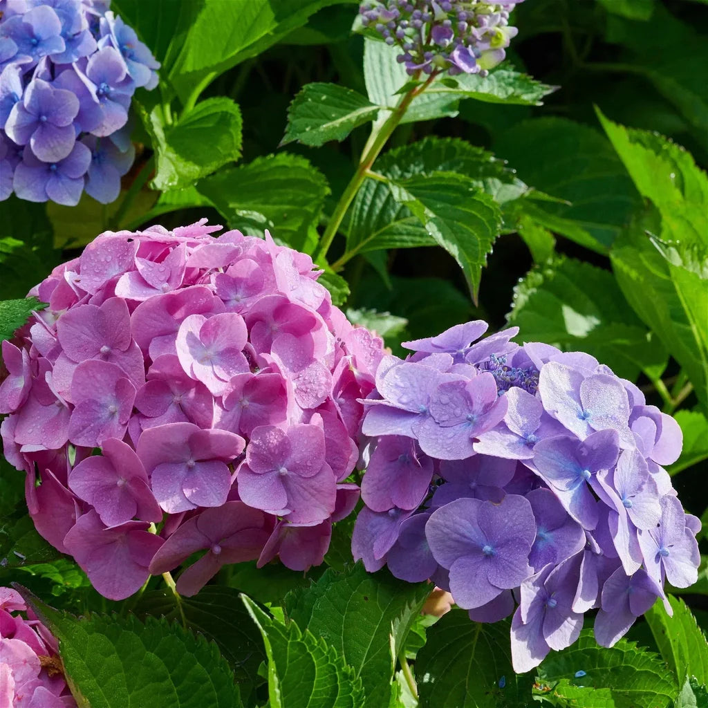 Hortensia Macrophylla "Hamburg" ,la ghiveci