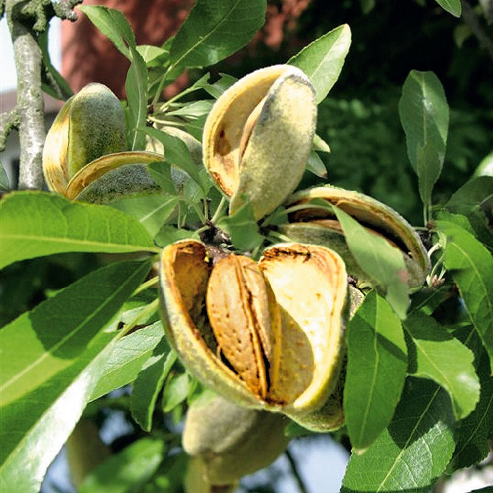 Magazin Pomi Fructiferi - Arbusti Fructiferi | Regatul Plantelor