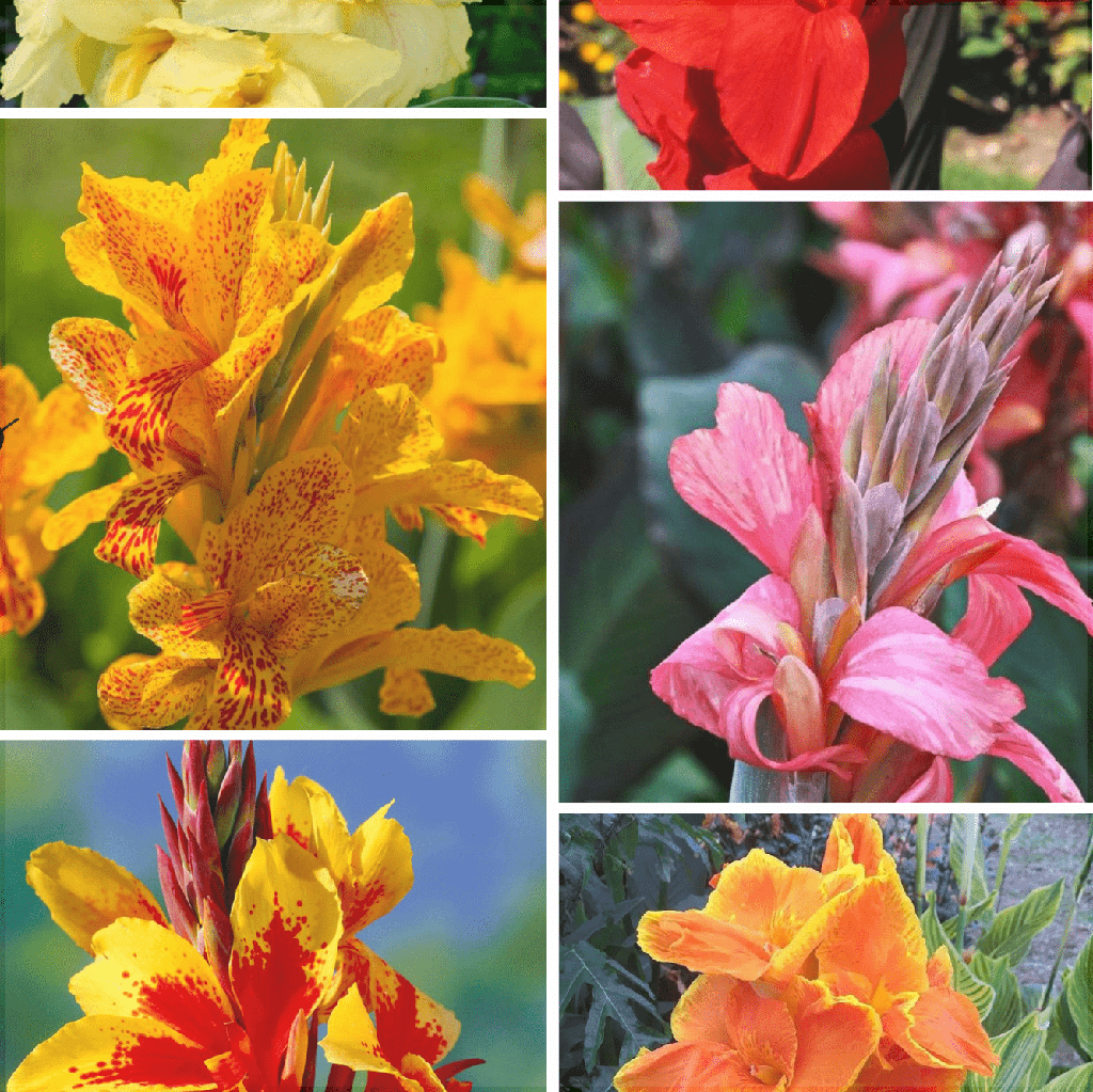 Pachet Promotional Bulbi de Canna Mixt, 5 Bucati