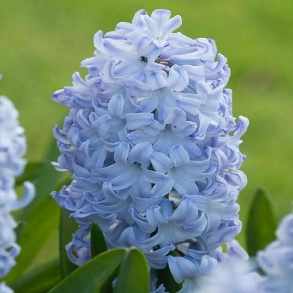 Magazin Online Plante Ornamentale | Regatul Plantelor