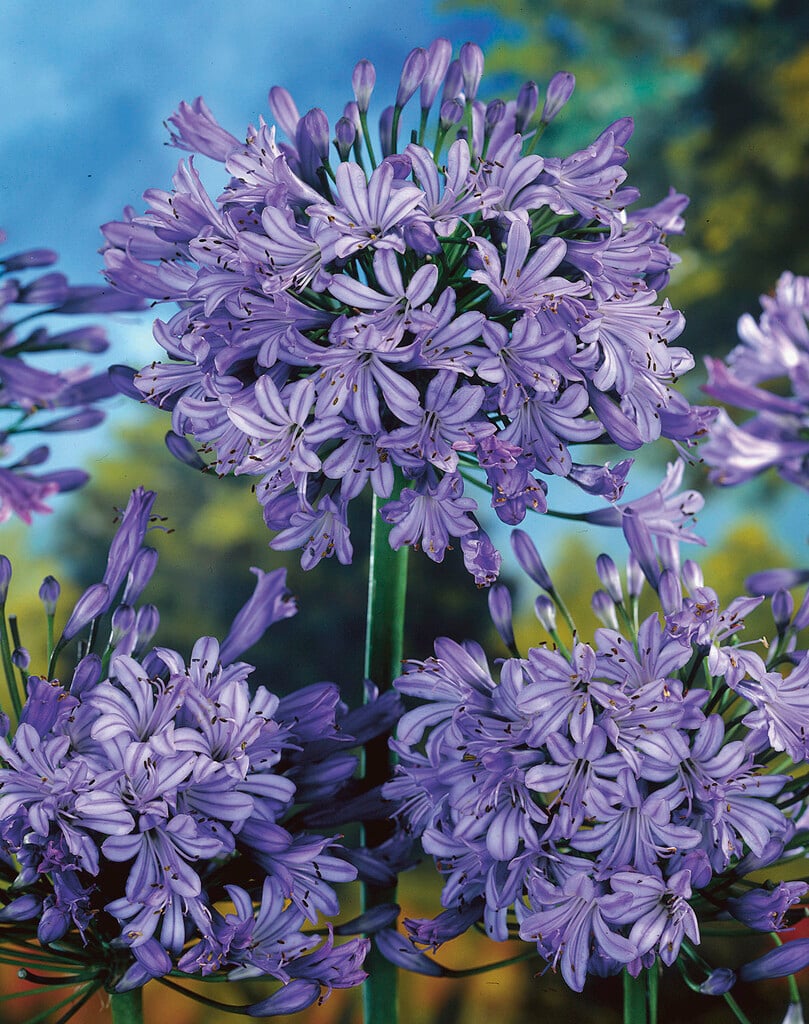 Crin African , Agapanthus Wolga , 1 bucata