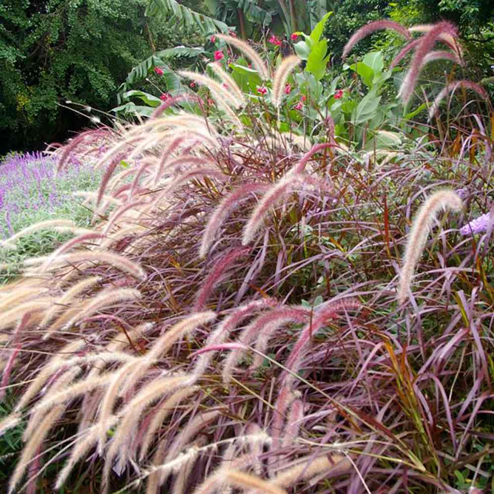 Iarba Elefantului "Pennisetum Alopecuroides"