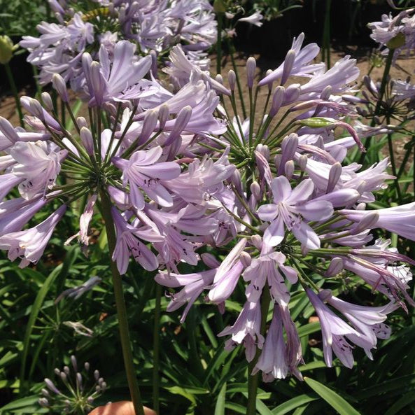 Crin African , Agapanthus Lady Luck , 1 bucata