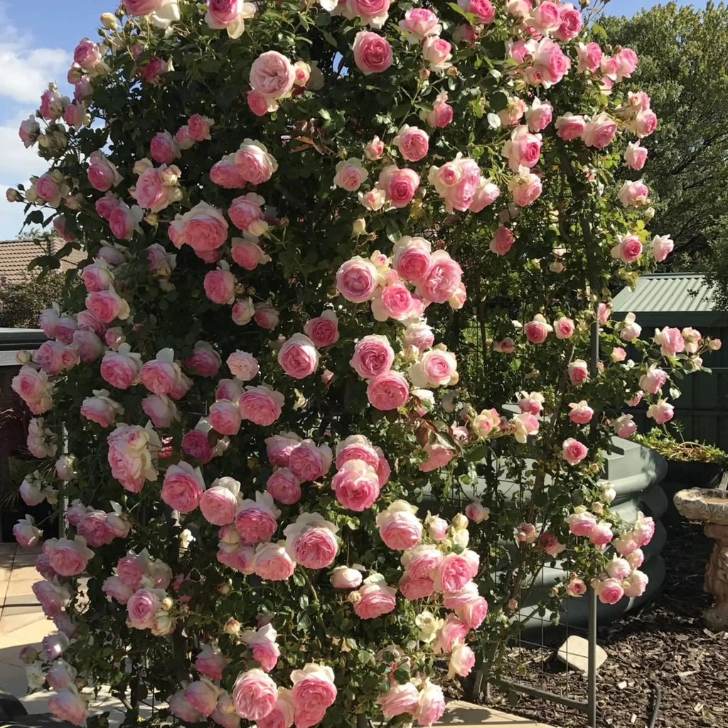 Magazin Online Plante De Gradina | Regatul Plantelor